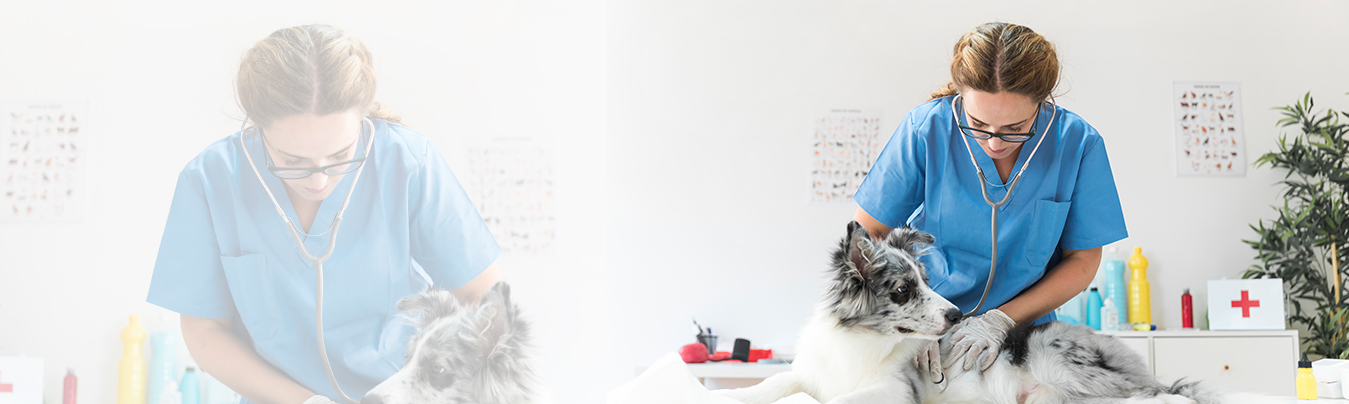 Veterinary Courses Australia | Online | In Class |Funded Courses